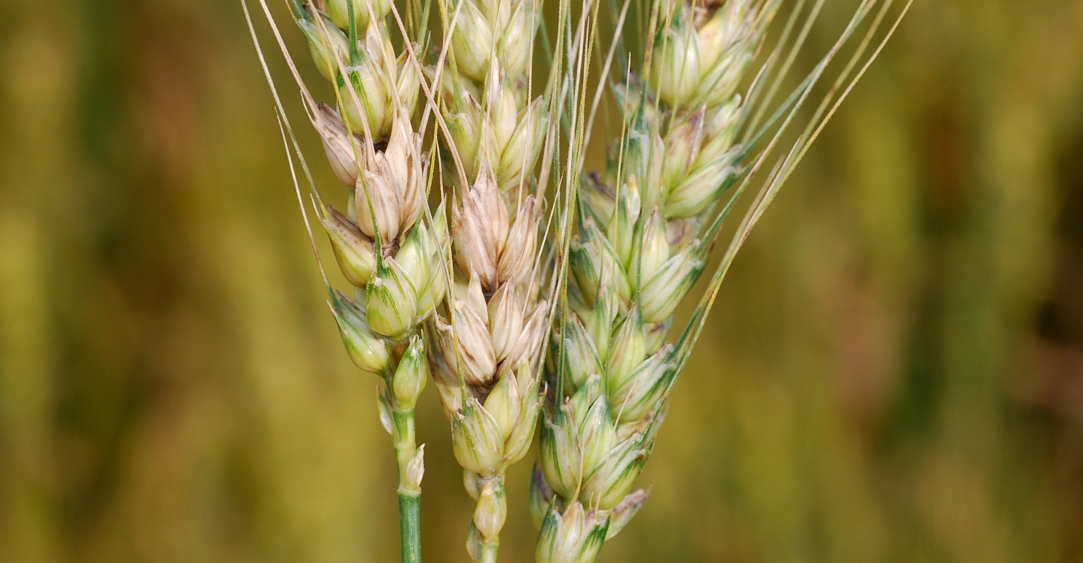 4 ways to thwart wheat vomitoxin