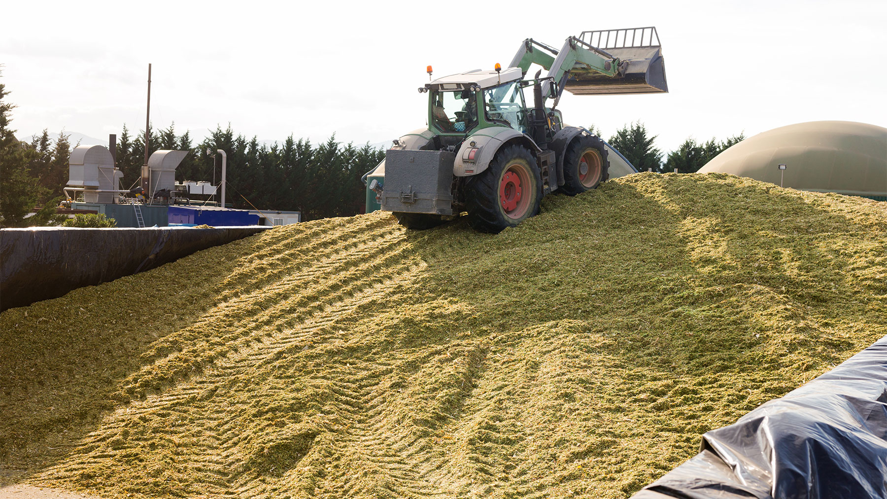 When silage runs low, don’t rush new crop