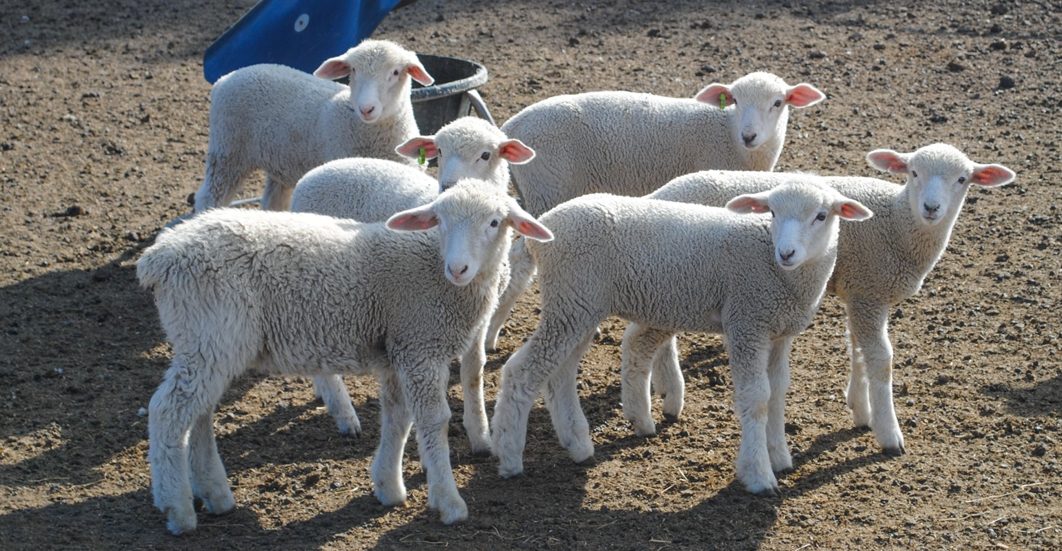 State Fair lamb class puts limelight on commercial traits