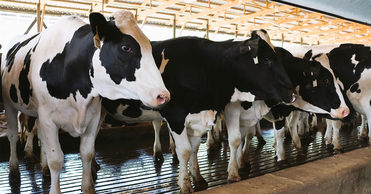 Don’t let dairy cows get lost in transition