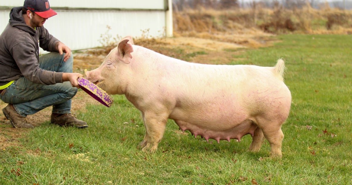 Swine sale photo shoot provides valuable lessons