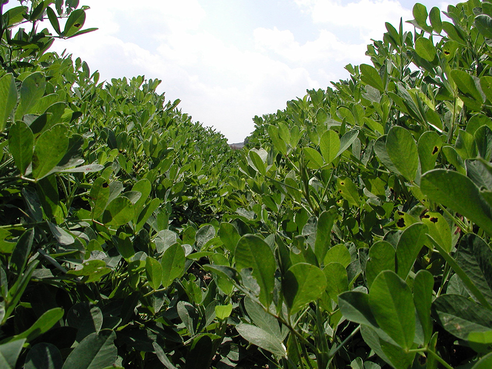 Strip vs. Conventional: Understanding peanut water use, carbon storage