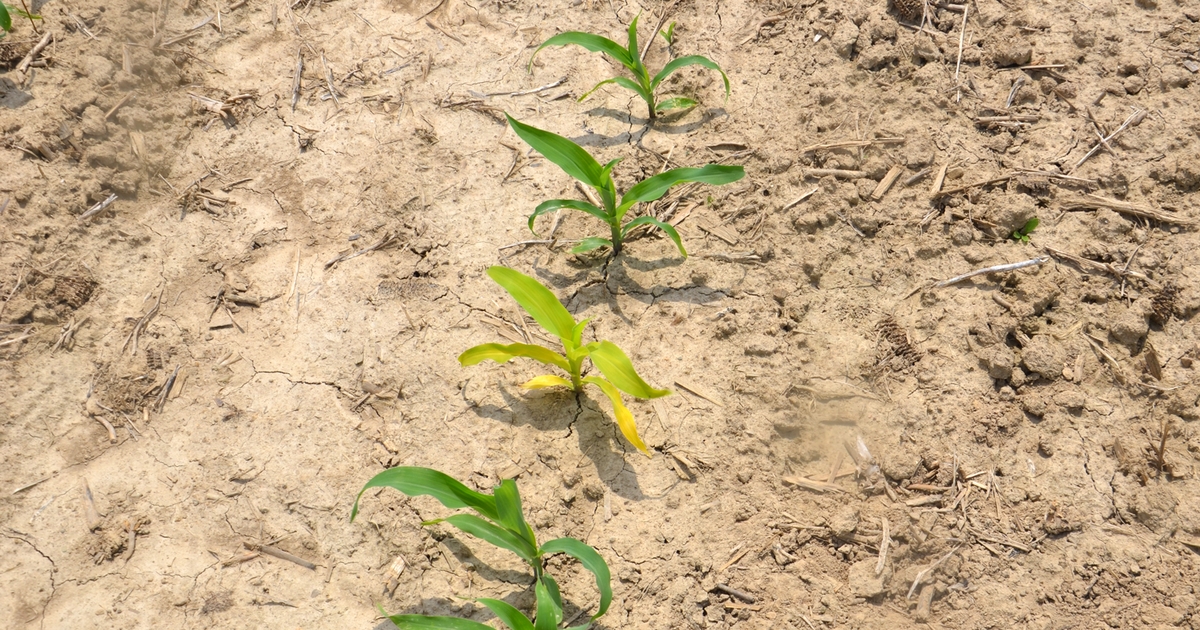 Follow step-by-step procedure in corn scouting