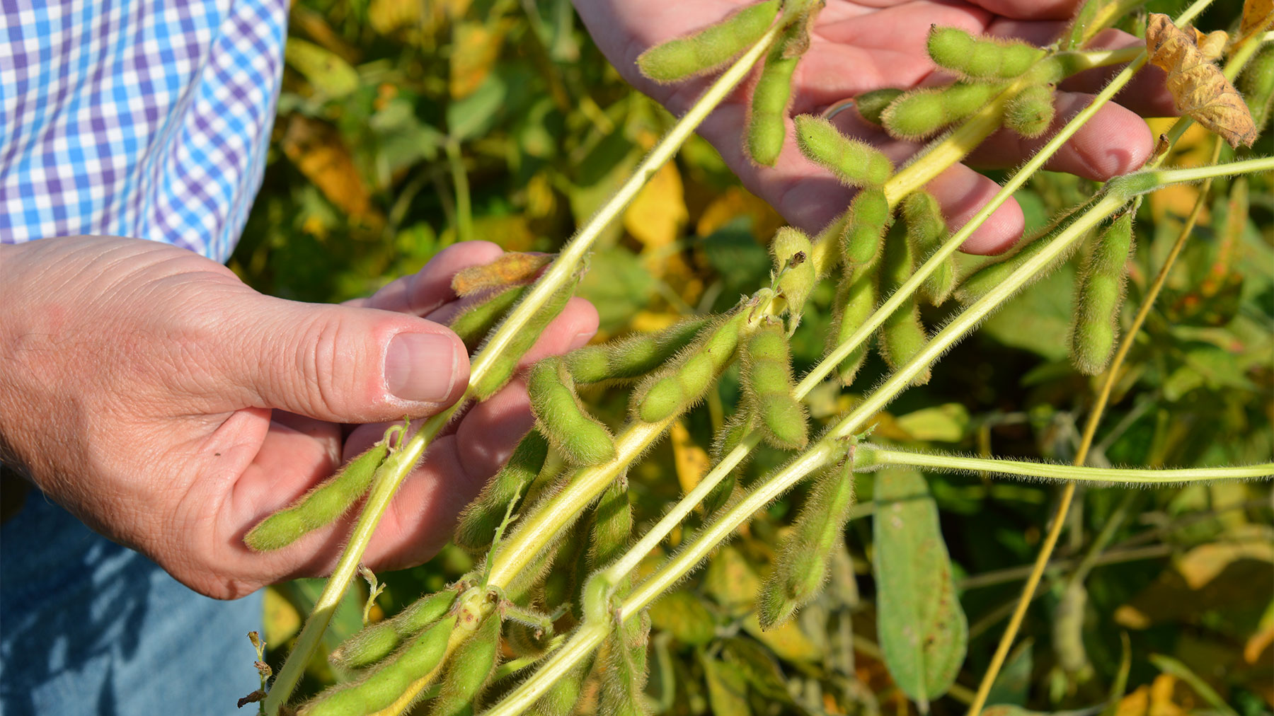 Soybean recent news | Farm Progress