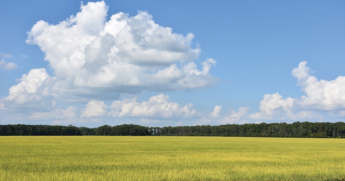 U.S. rice production declines amid Delta's challenges