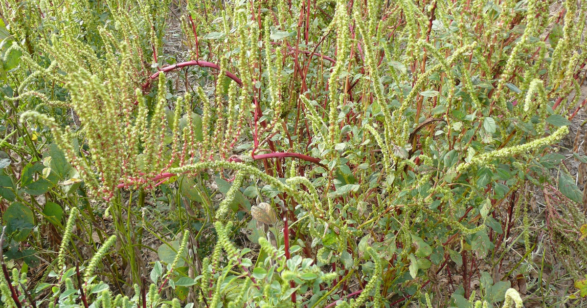 Indiana seed law should include toughest weeds as noxious weeds