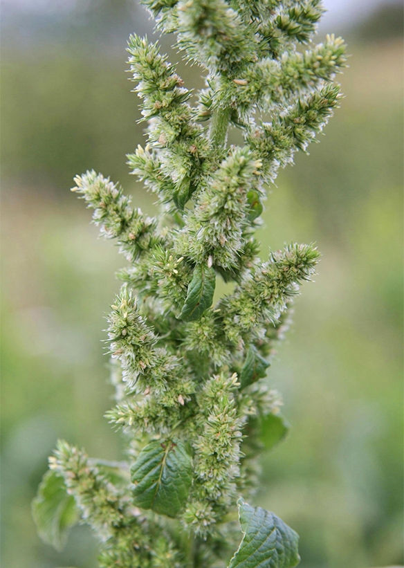 Palmer amaranth continues knocking on Minnesota’s door
