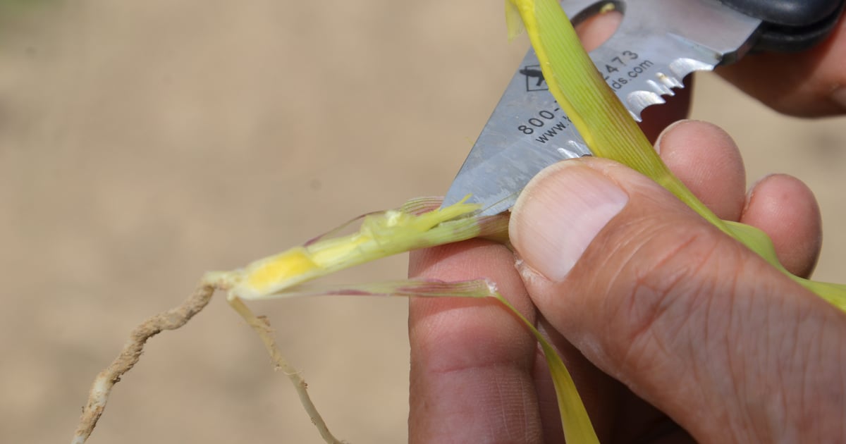 Follow corn’s growing point all season long