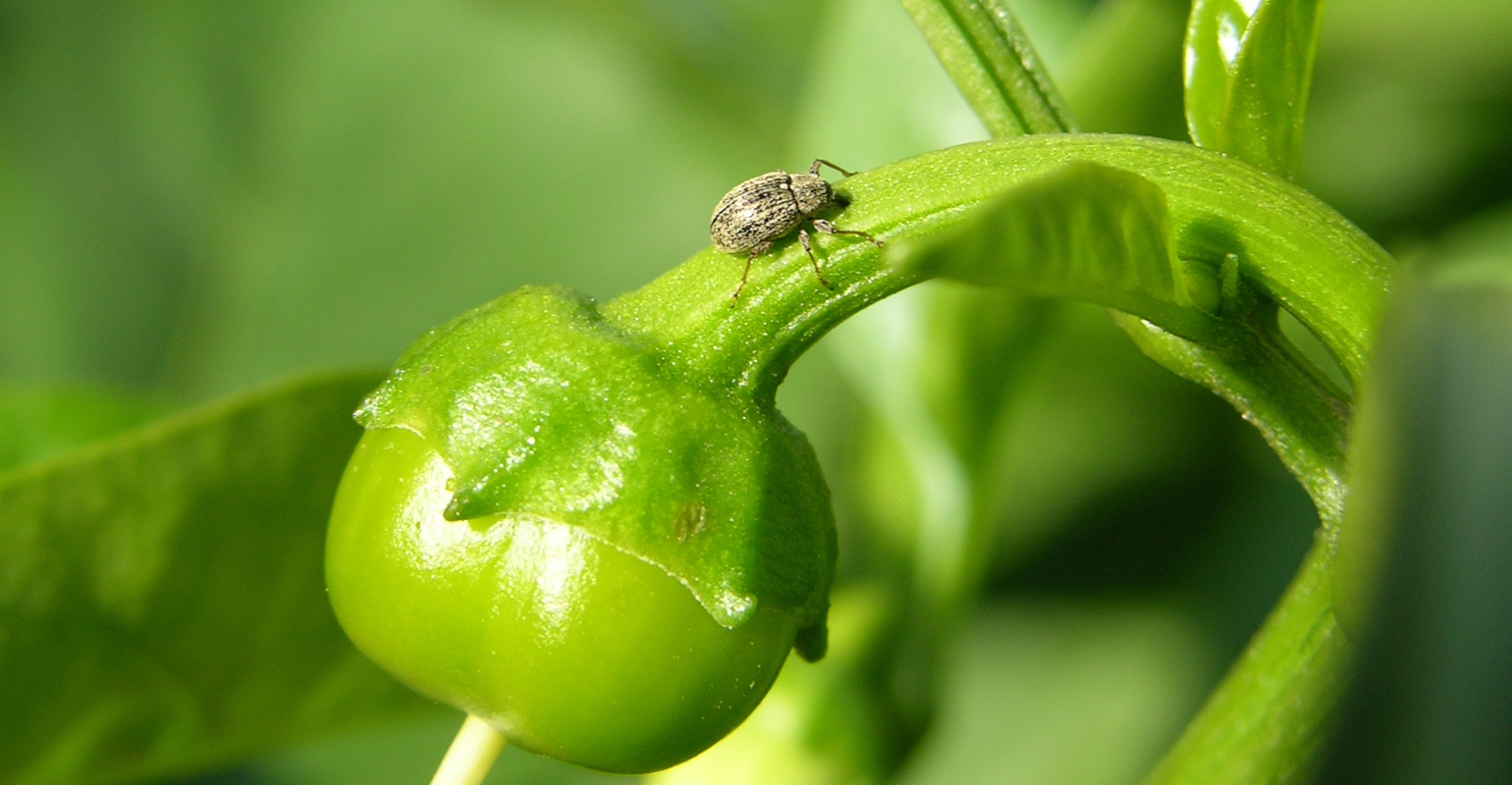 Control key pests to improve plant health