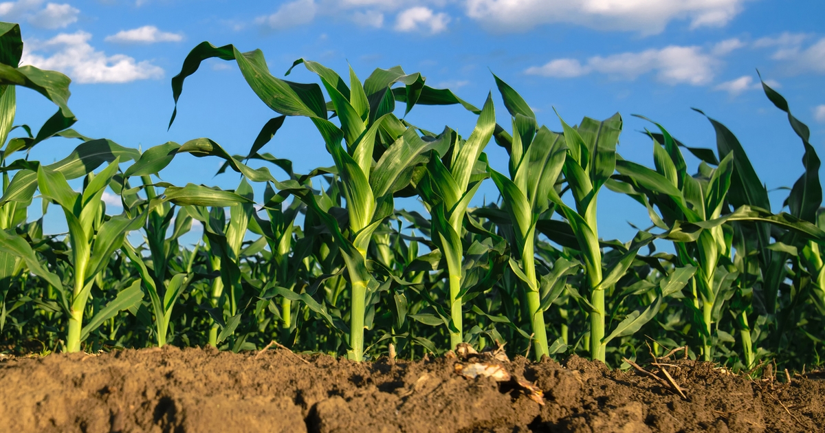 Virginia grower tops 600 in corn yield contest