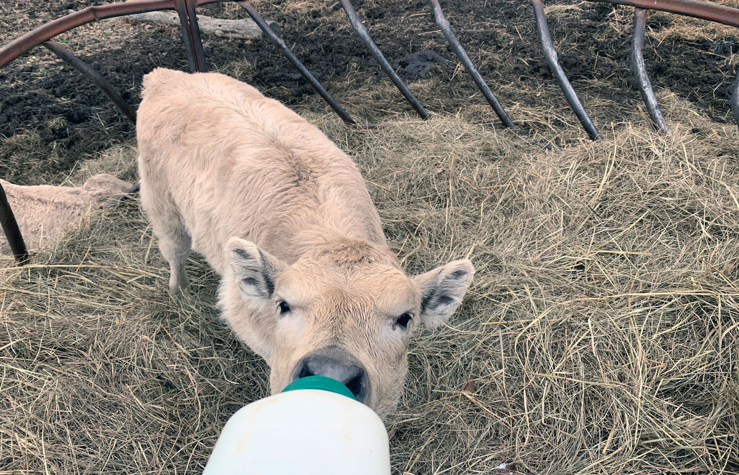 Bottle calves have raised ranch kids since the beginning of time
