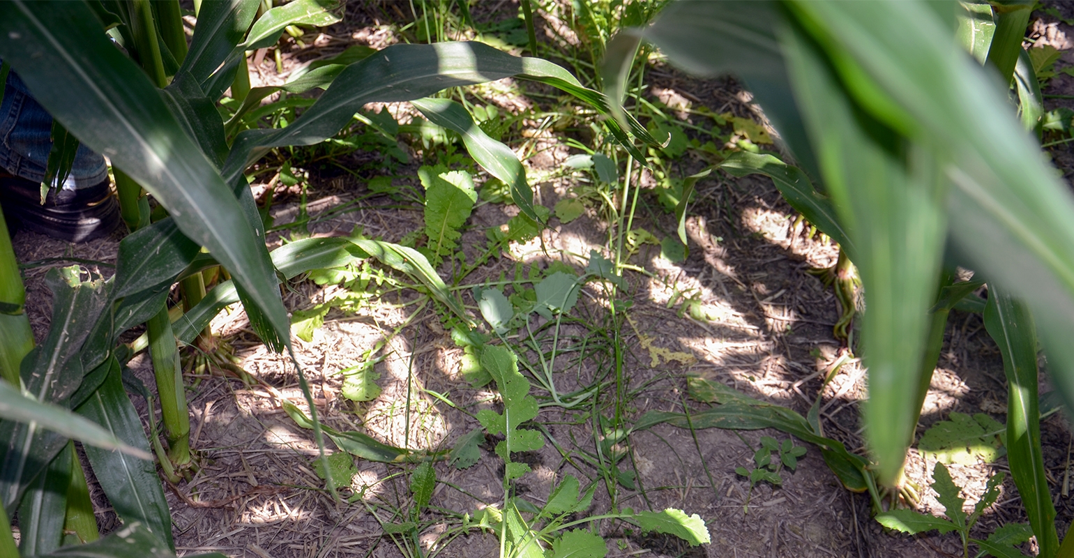 Interseeding cover crops into young corn gets hard look