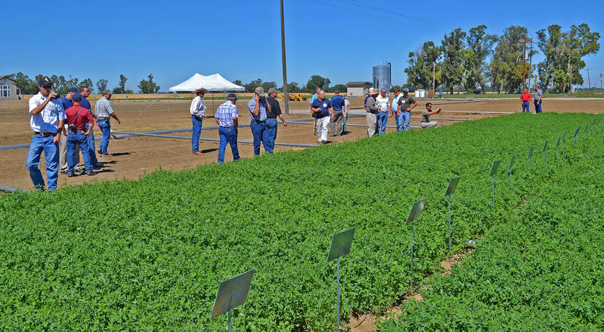 New biotech alfalfas aim to improve feeding efficiency | Farm Progress