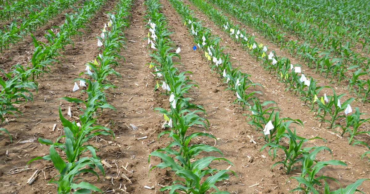 Temperature impacts corn emergence