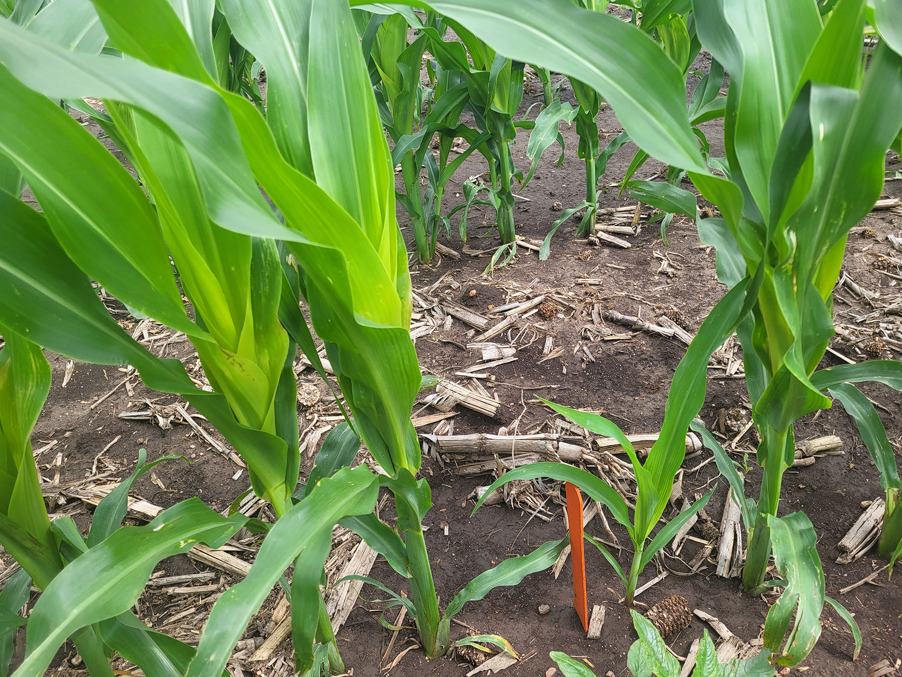 Don’t let crown rot steal bushels