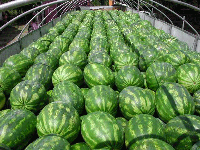 Watermelon offer boost to heart health | Farm Progress