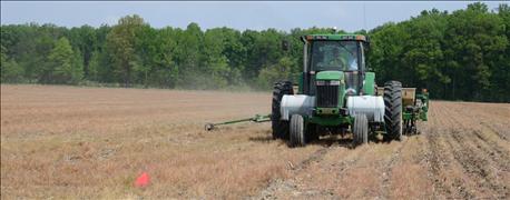 4 steps to successfully terminate annual ryegrass as a cover crop