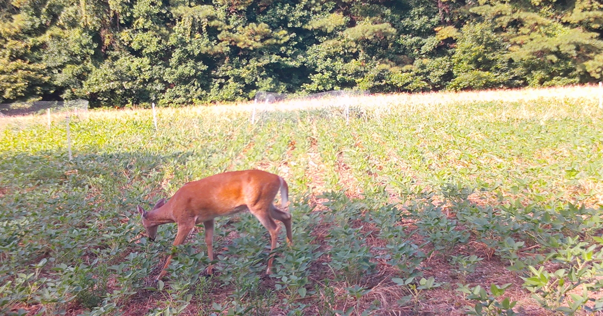 When deer come to feed, sacrificing some plants may save others