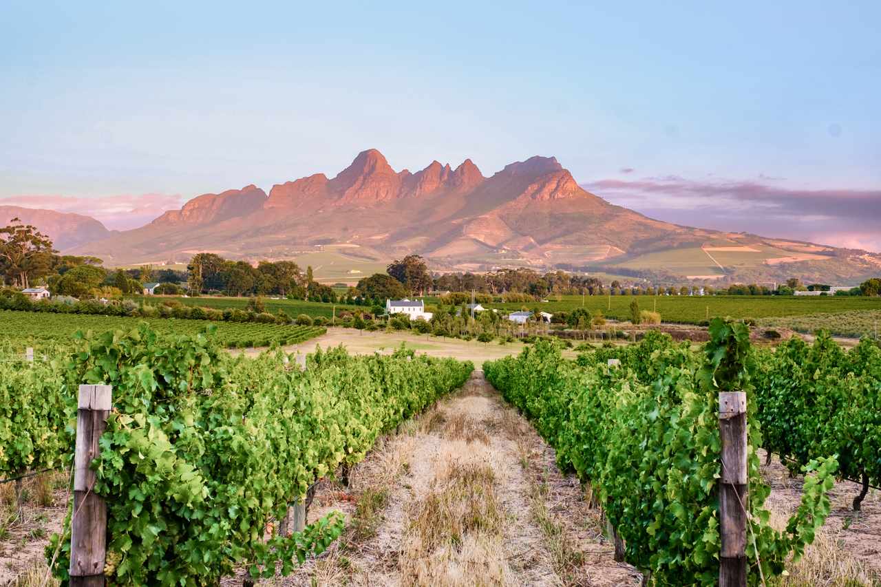Weingüter in Stellenbosch: Südafrikas beste Weine | DERTOUR