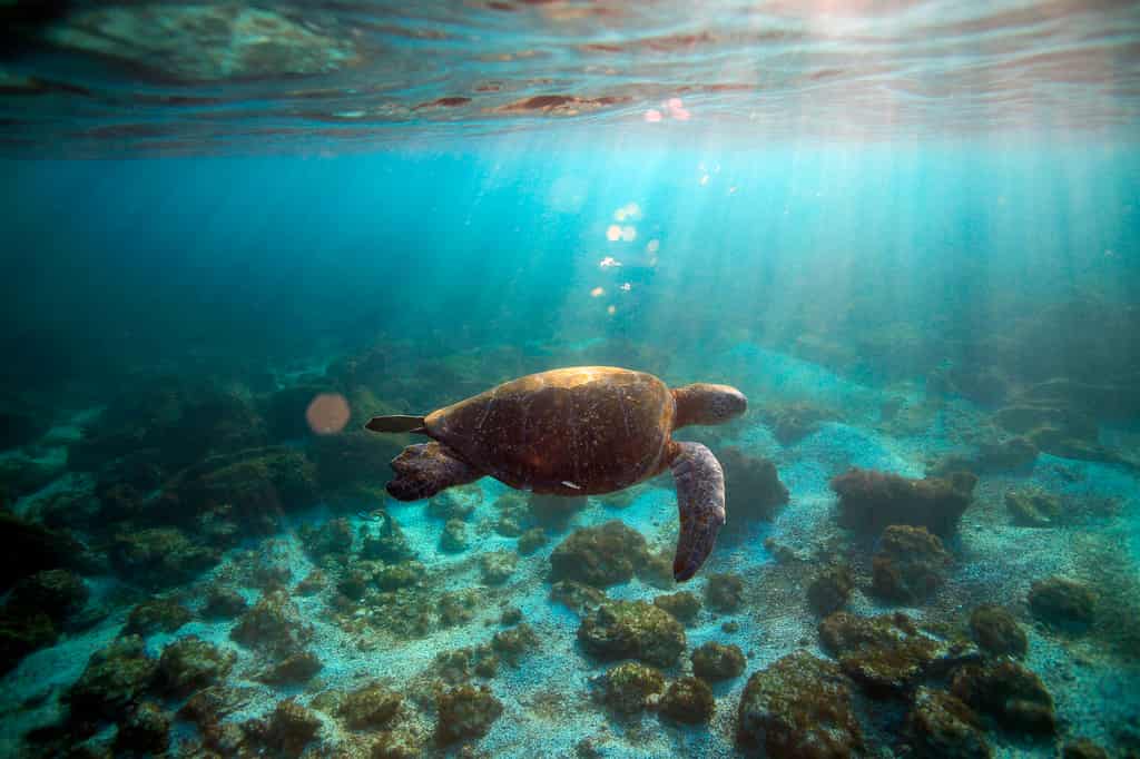 Galápagos-Inseln: das Naturparadies erleben | DERTOUR