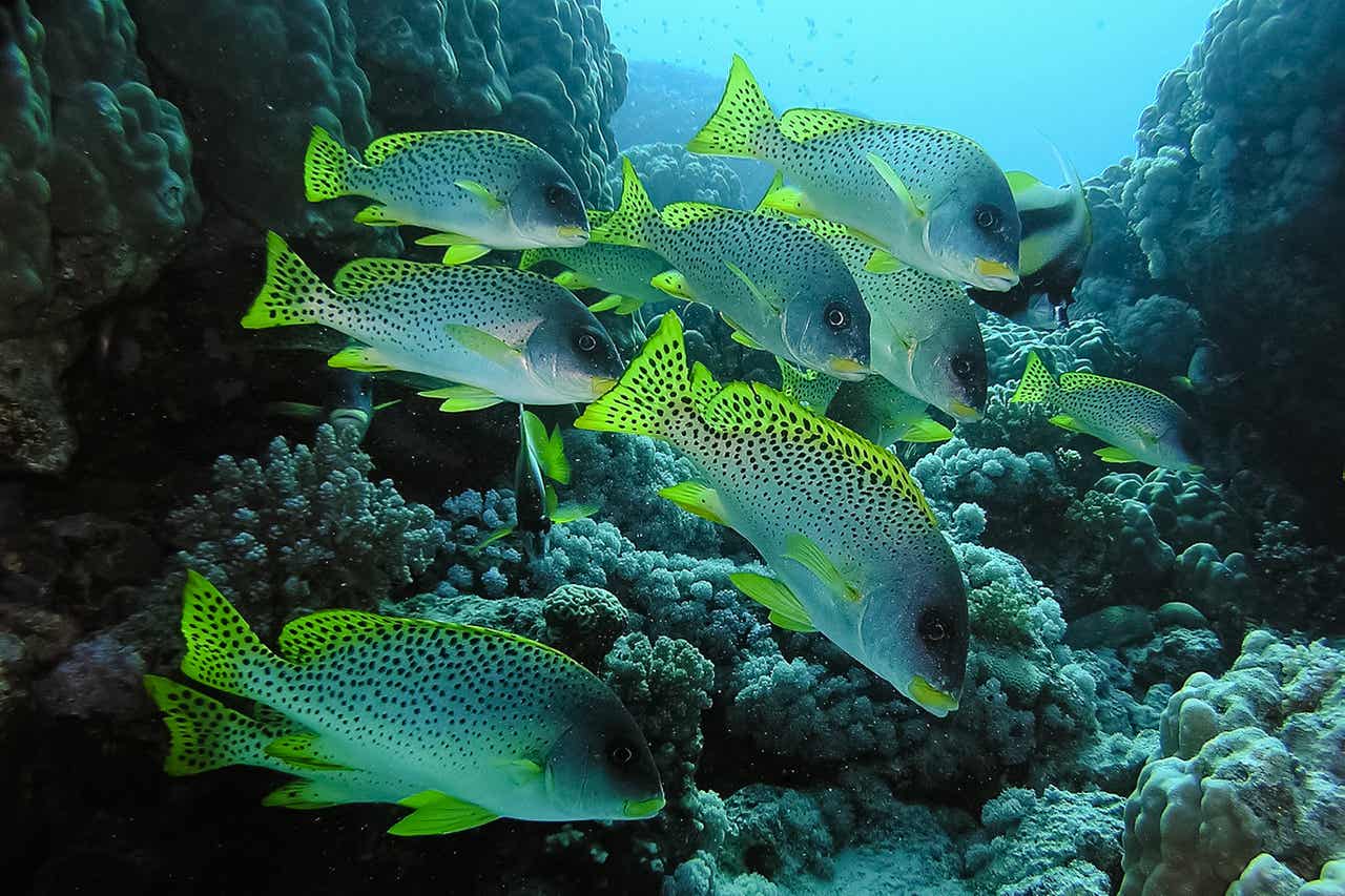 Sansibar beste Reisezeit: Klima und weitere Infos | DERTOUR