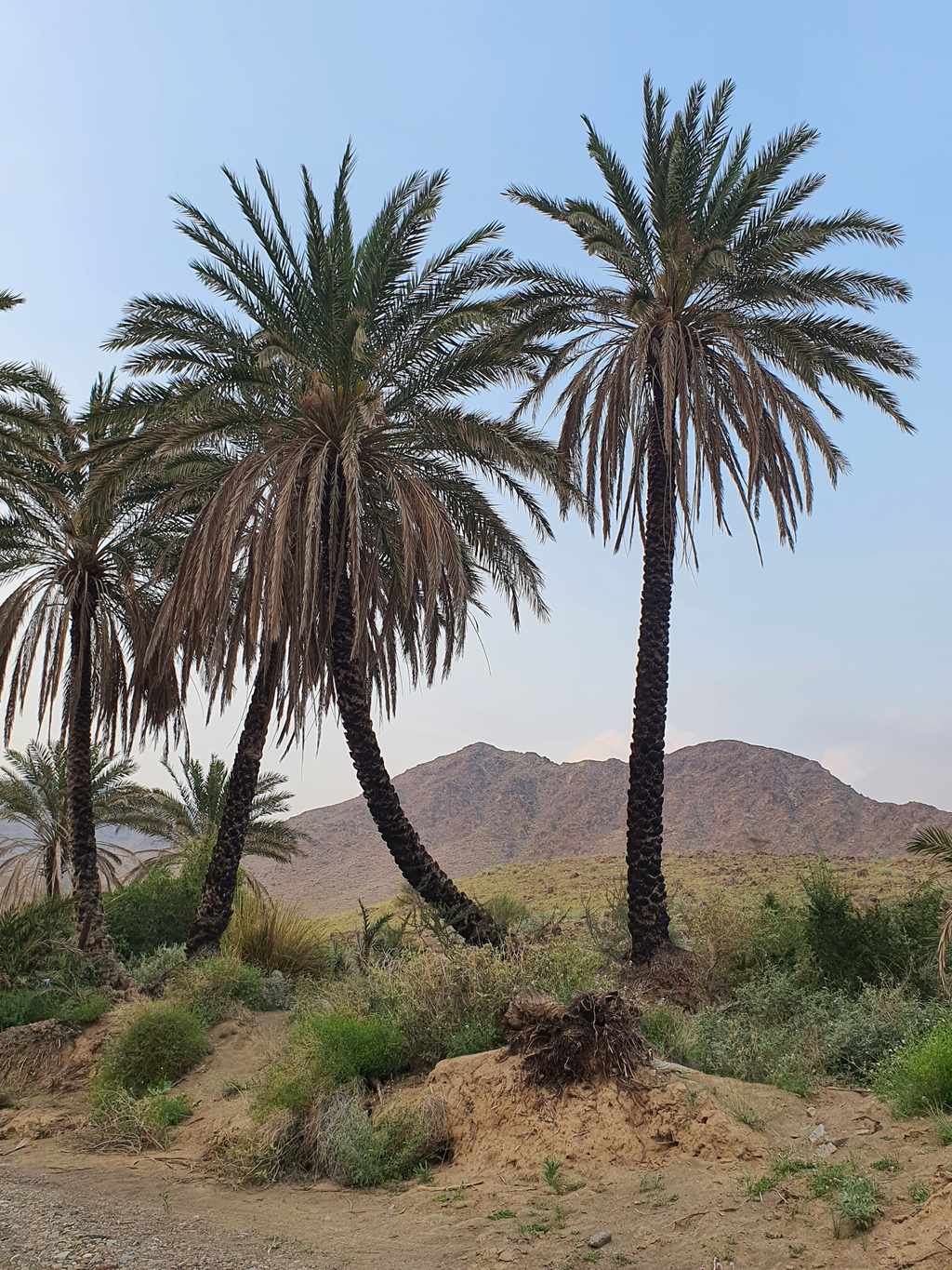 Ras Al Khaimah Sehenswürdigkeiten | DERTOUR