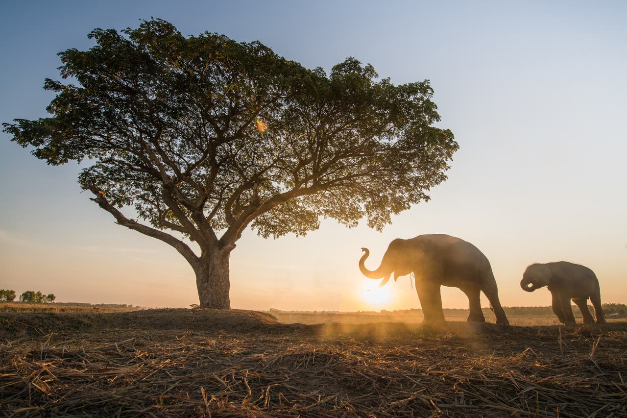 Elephant Nature Park Chiang Mai & mehr | DERTOUR