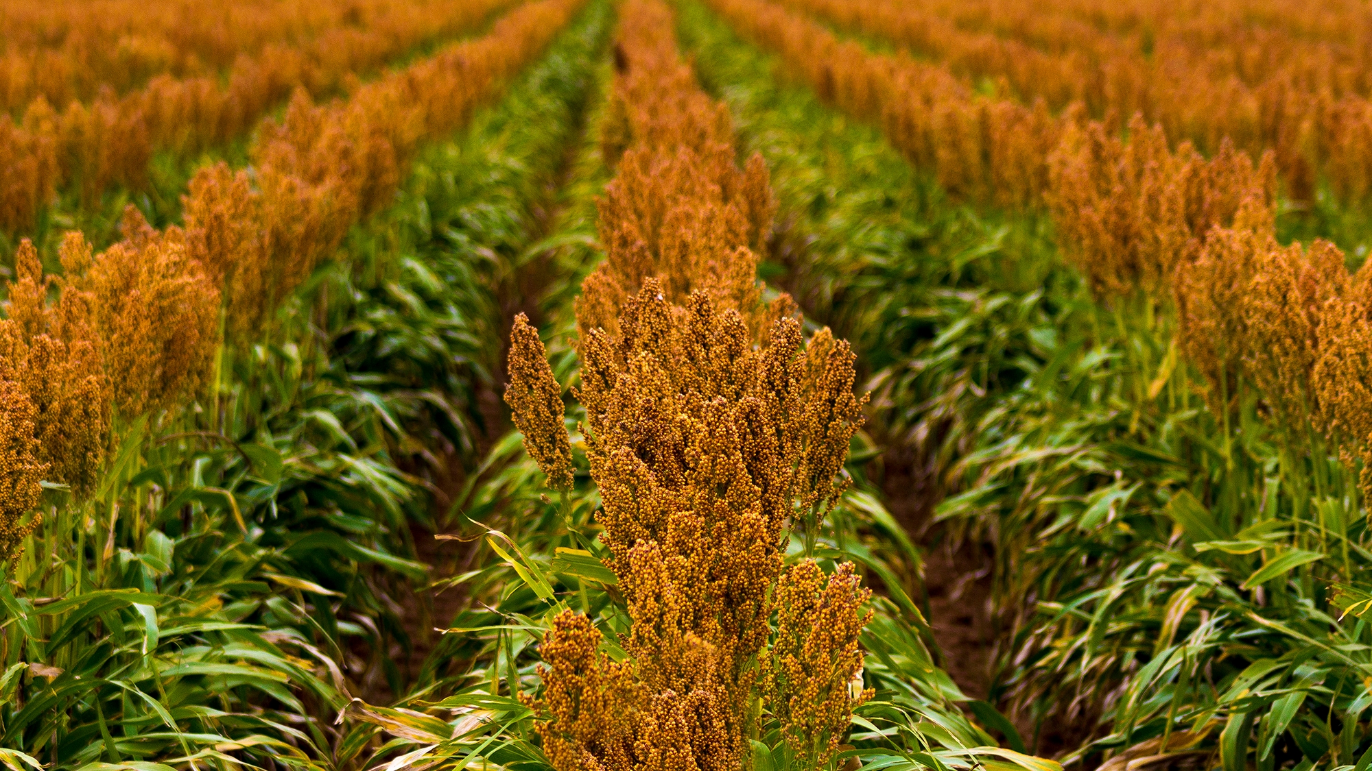 Replacing corn with milo in cattle diets is feasible