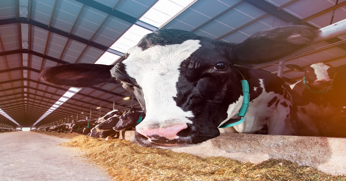 GENEX, Nedap introduce HerdMonitor for dairy industry