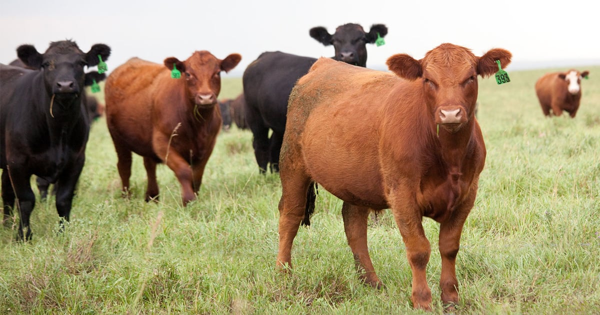 Axiota® Animal Health announces FDA approval of Multimin® 90