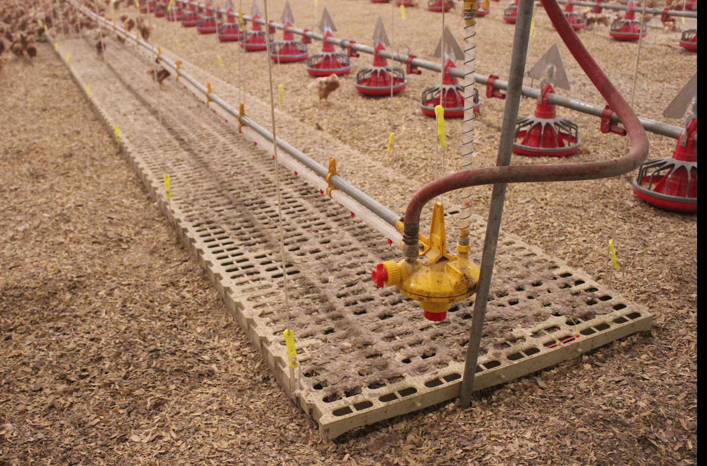 Innovative pullet house helps producer fill niche