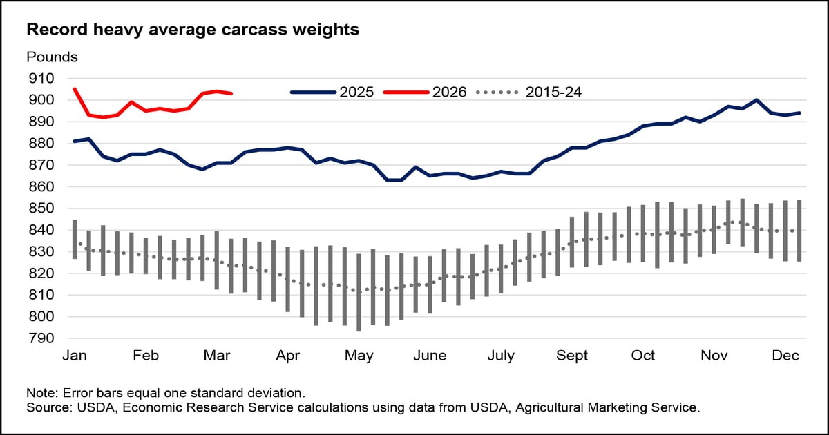 Elevated cattle carcass weights expected for 2026