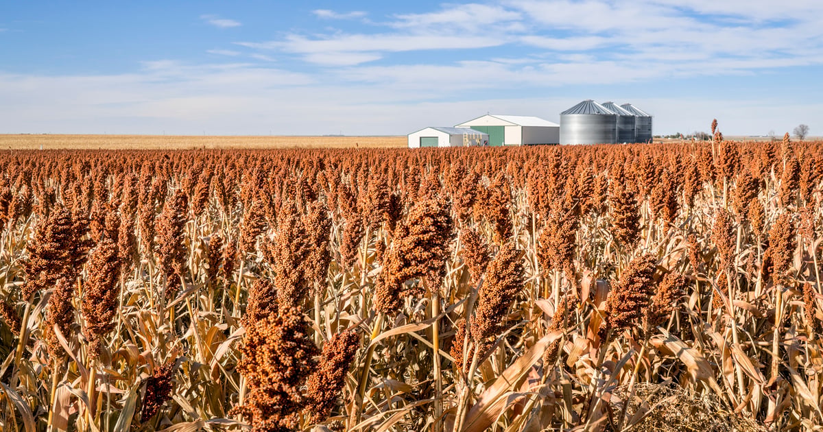 Take advantage of grain sorghum in feeding programs