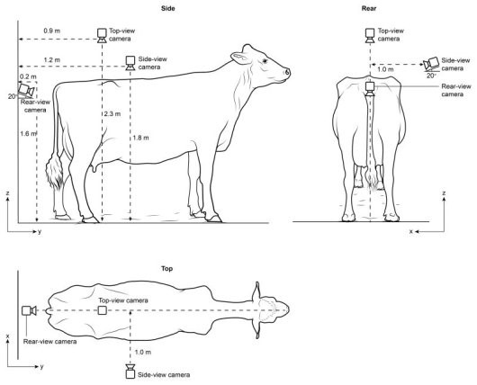 3D technology helps dairy farmers identify sick cows