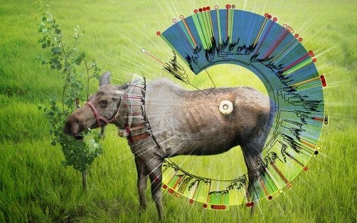 Can moose digesta help inform ruminant nutrition?