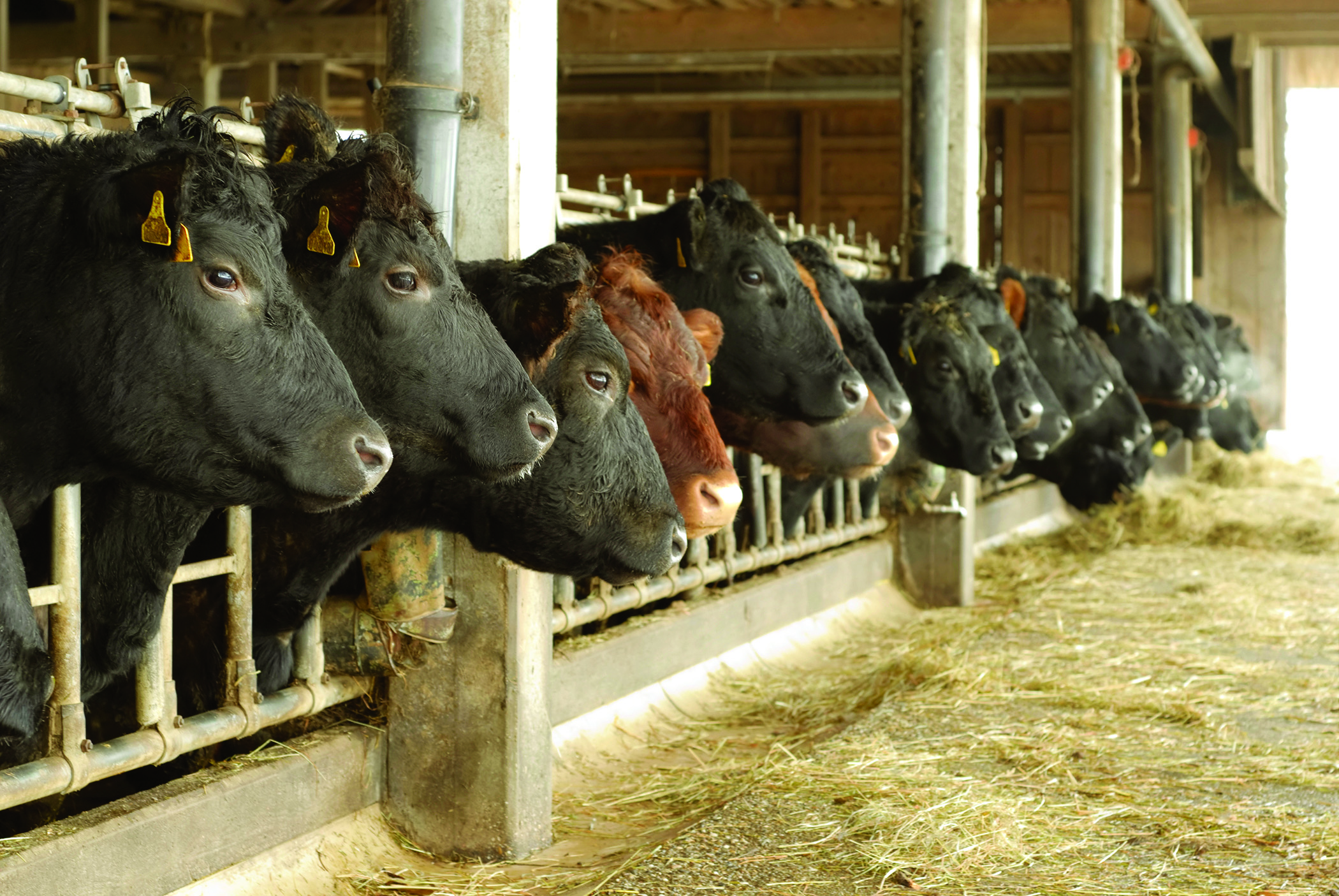 USDA announces cooperative funding for cattle RFID project proposals