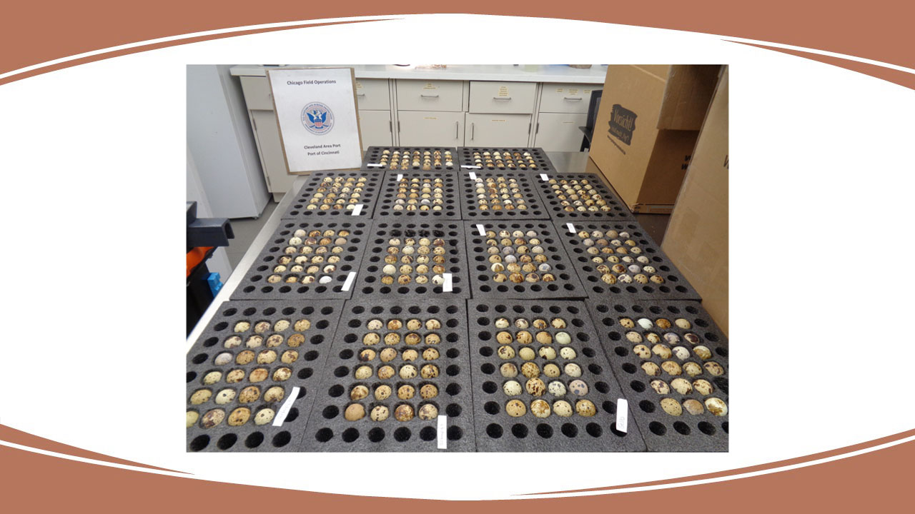 CBP seizes hundreds of hatching eggs in Cincinnati