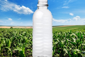 Corn grain acceptable feedstock for bioenergy applications