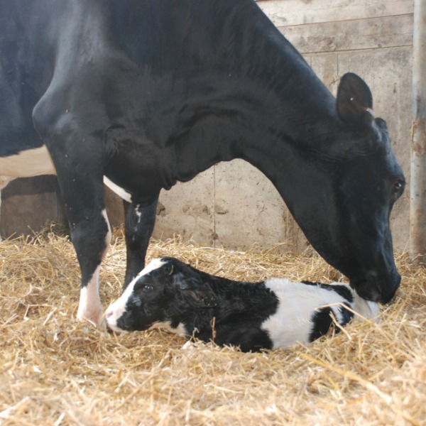 Take a fresh look at transition cow nutrition