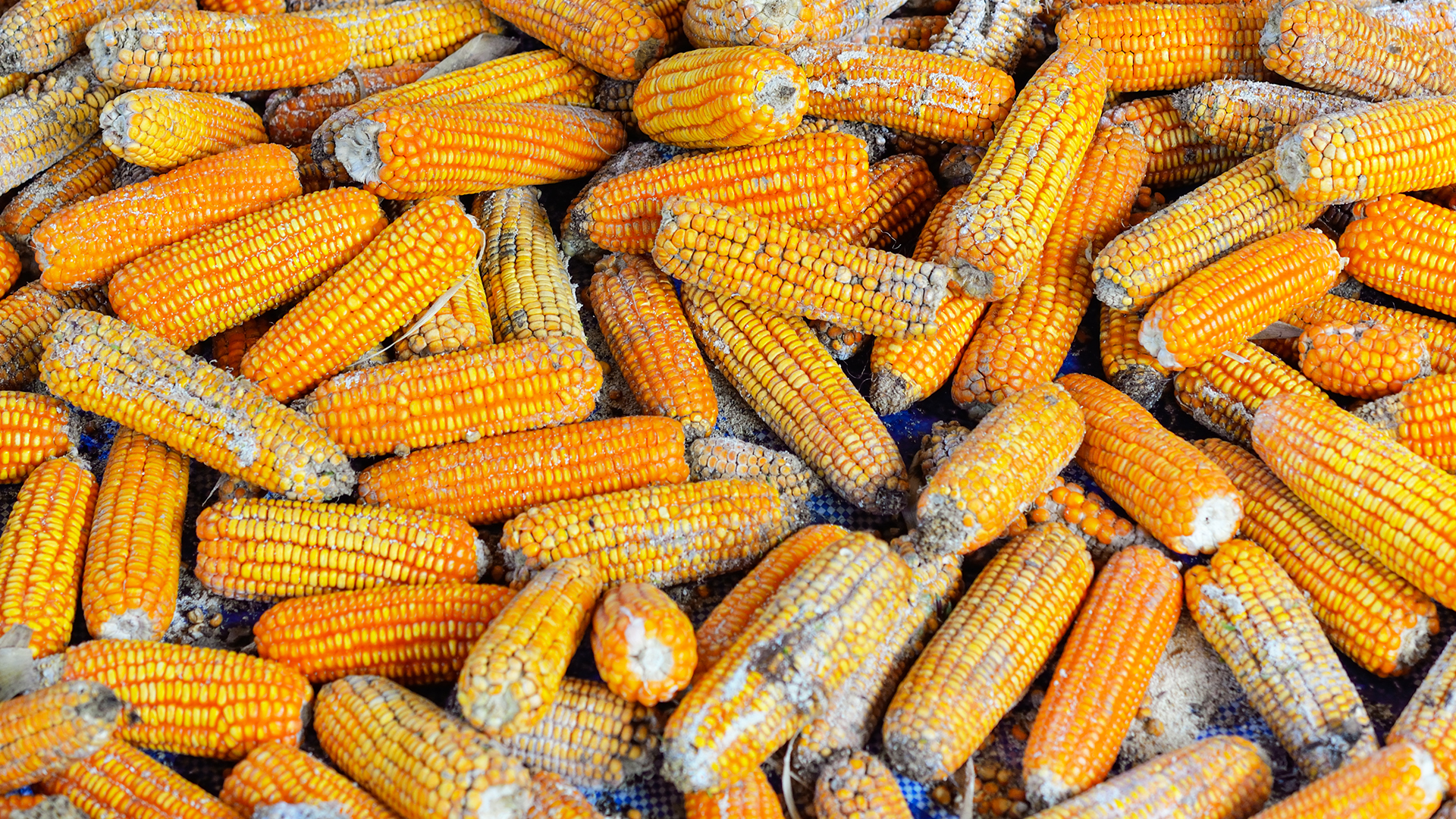 What 6,500+ samples have told us about