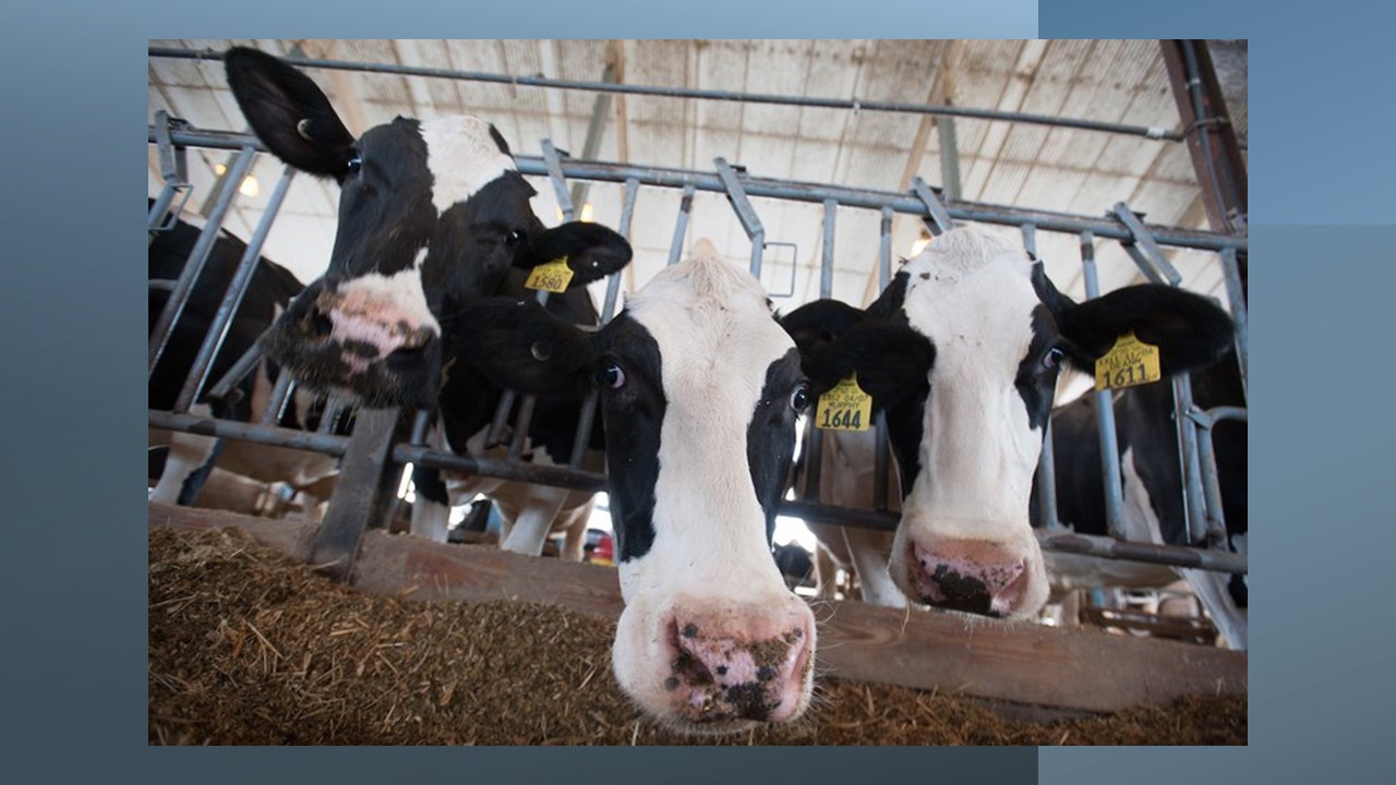 Dairy Cow Four Hurdles Of Trace Mineral Nutrition In The Closeup Dry