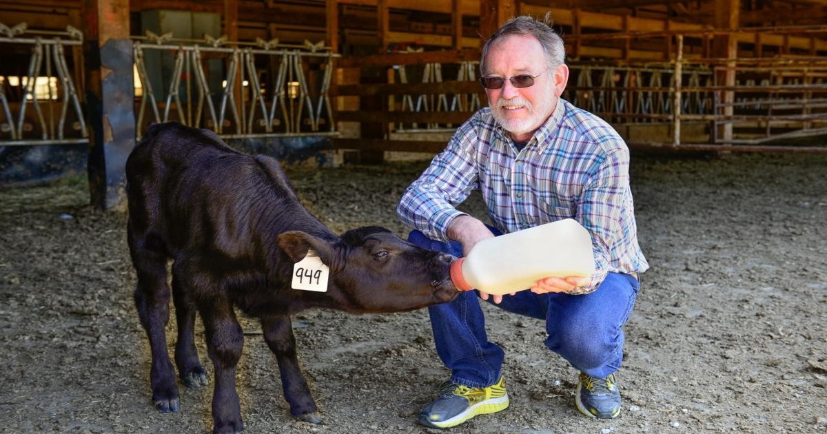 Vaccine approved for foothill abortion in cattle