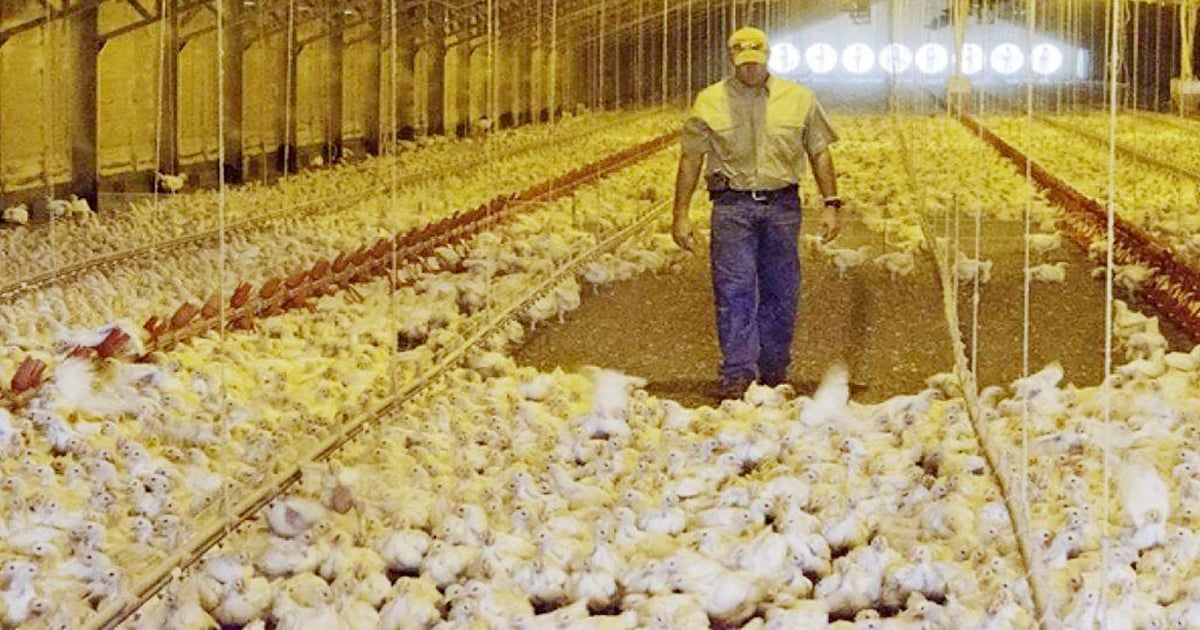 USDA urged to fully restore bird flu surveillance