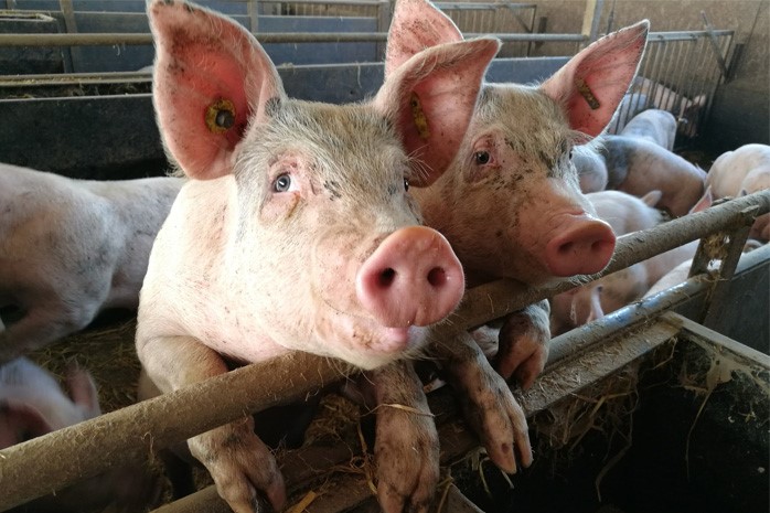 Scottish study finds ‘unexpected’ number of AMR genes on pig farm