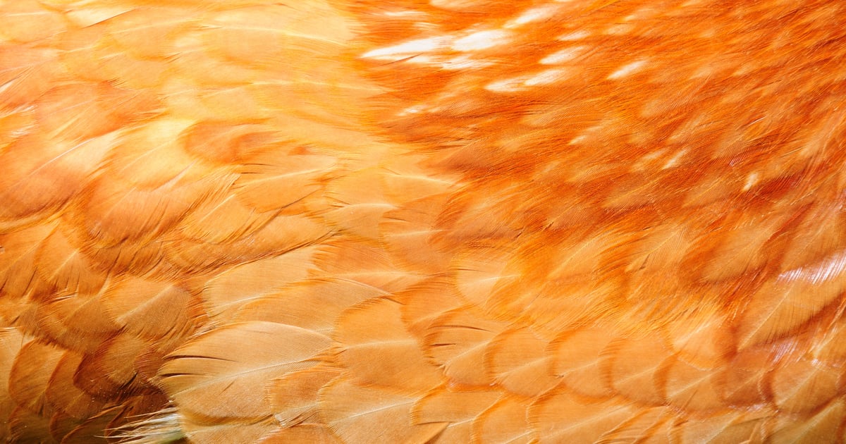 N&H TOPLINE: Feather formation could lead to cooler birds