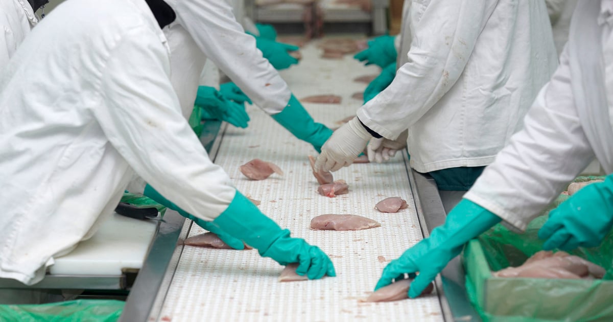 Poultry workers receive notice of Agri Stats settlement
