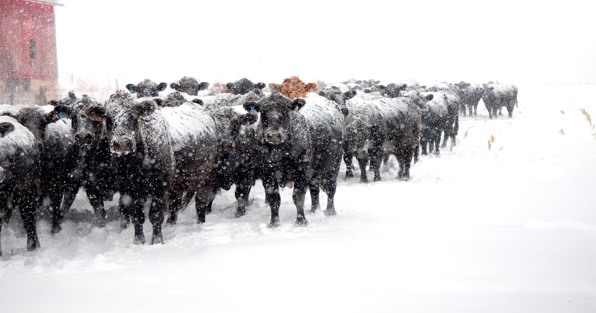 Prebiotics strengthen Beef Cattle’s Immunity