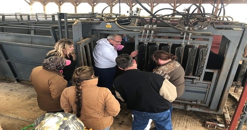 Arkansas program uses AI to improve beef cattle genetics