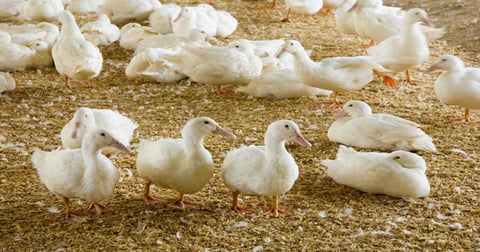 Purdue animal sciences creates first endowed chair