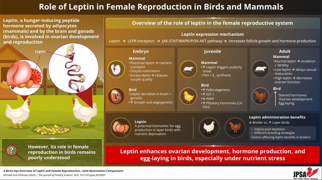 Understanding role of leptin in poultry reproduction
